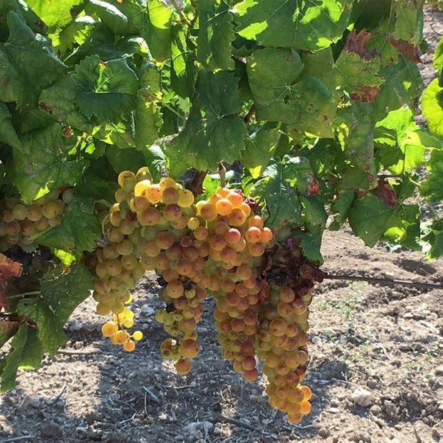 Grape Chambourcin Fruit Tree – Buy Now! – Ladybird Nursery