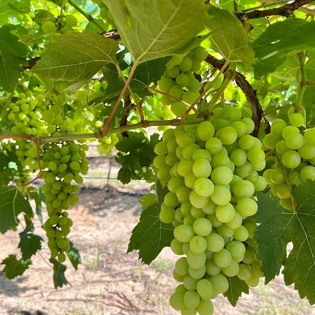 Grape Maroo Seedless Fruit Tree – Buy Now! – Ladybird Nursery