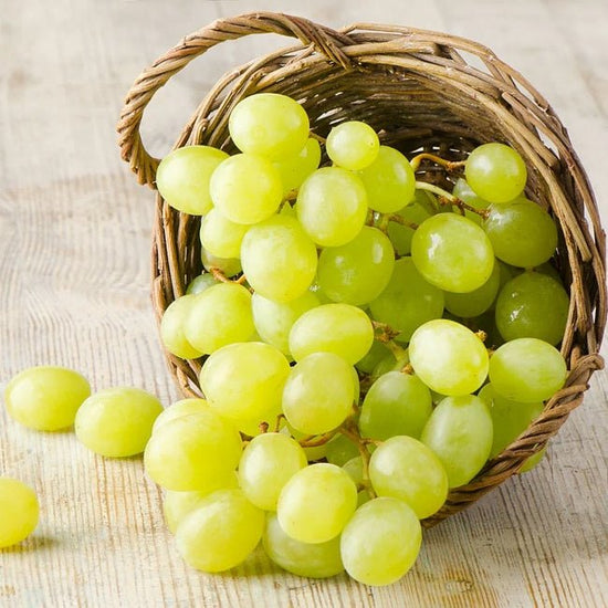 Grape 'Menindee Seedless' Fruit Tree – Buy Now! – Ladybird Nursery