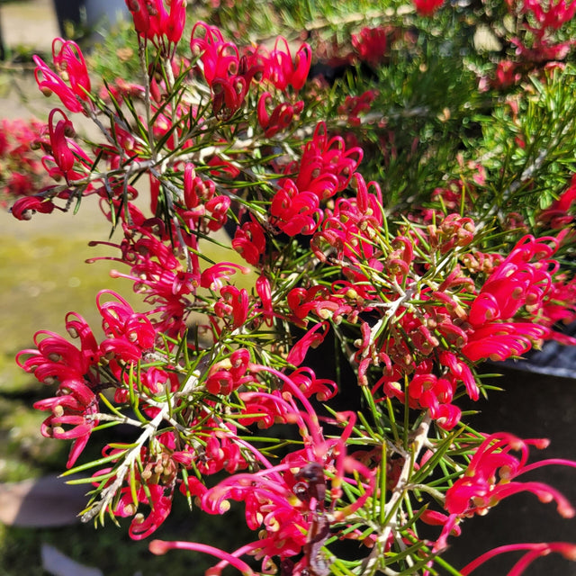 Grevillea Canberra Gem Plant – Buy Now! – Ladybird Nursery