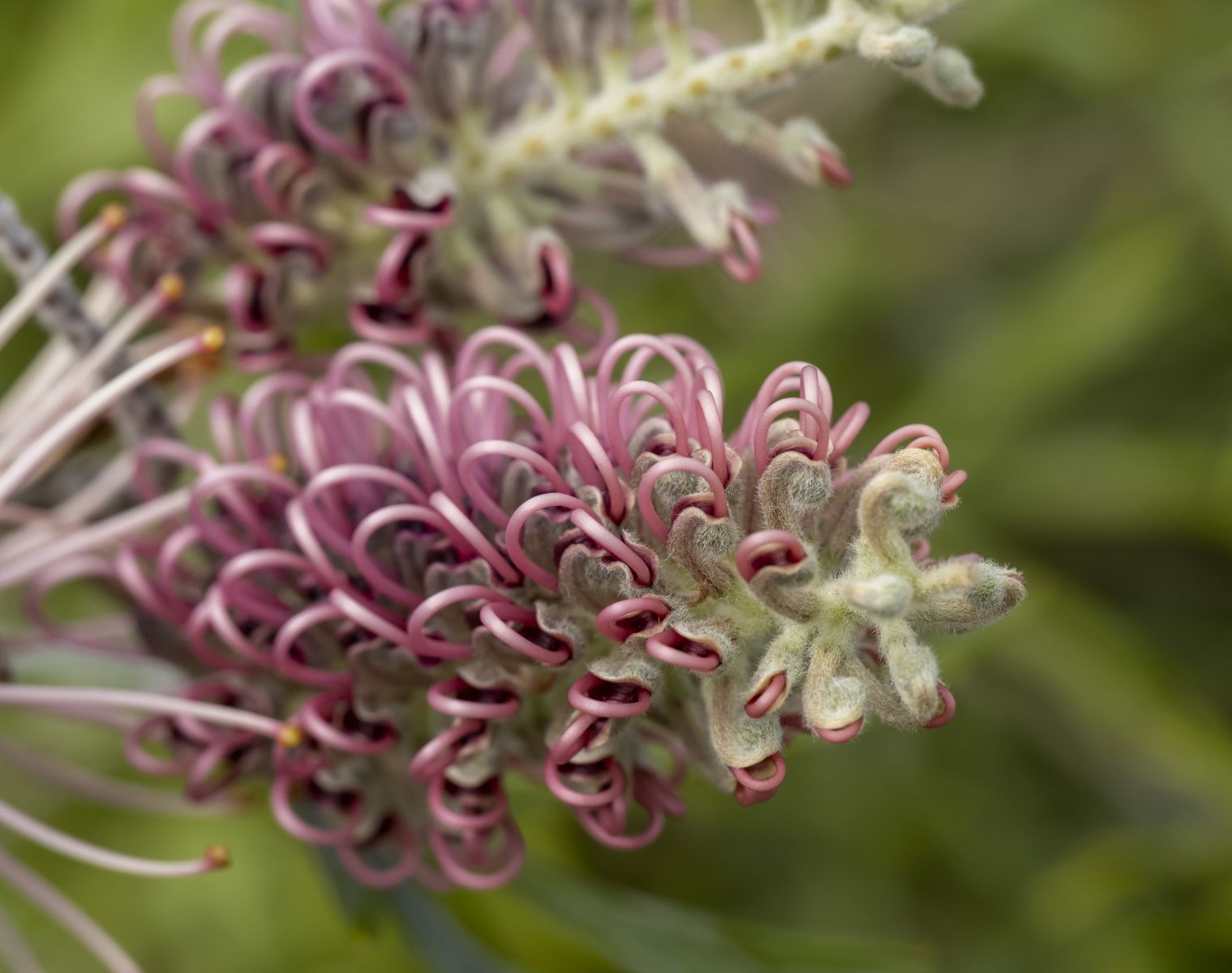 Grevillea 'Dorothy Gordon' Plant – Buy Now! – Ladybird Nursery