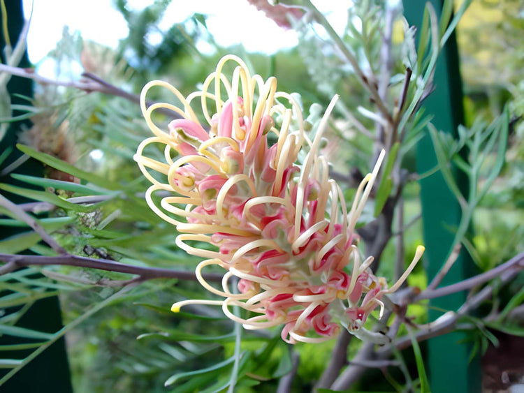 Grevillea Misty Pink Plant – Buy Now! – Ladybird Nursery