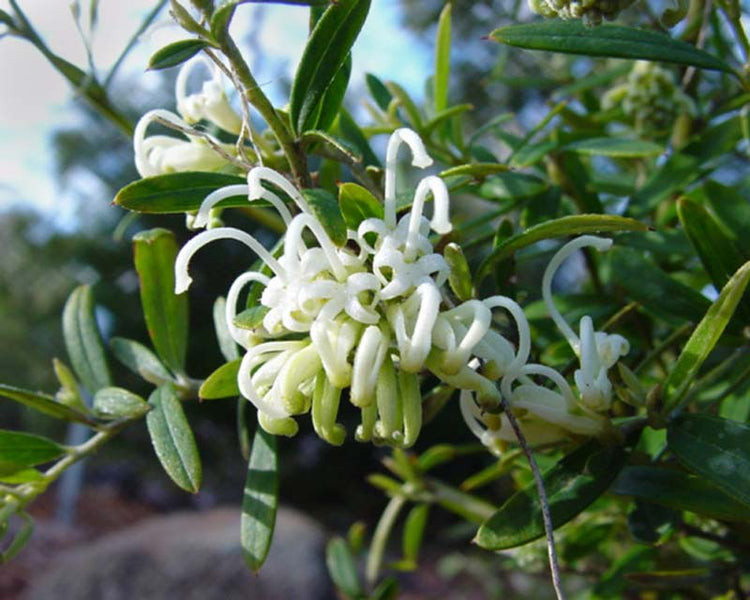 Grevillea 'White Knight' Plant – Buy Now! – Ladybird Nursery