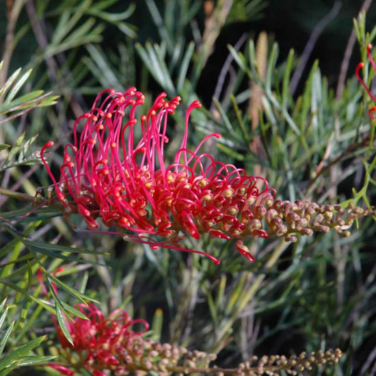Grevillea 'Raspberry Dream' Plant – Buy Now! – Ladybird Nursery