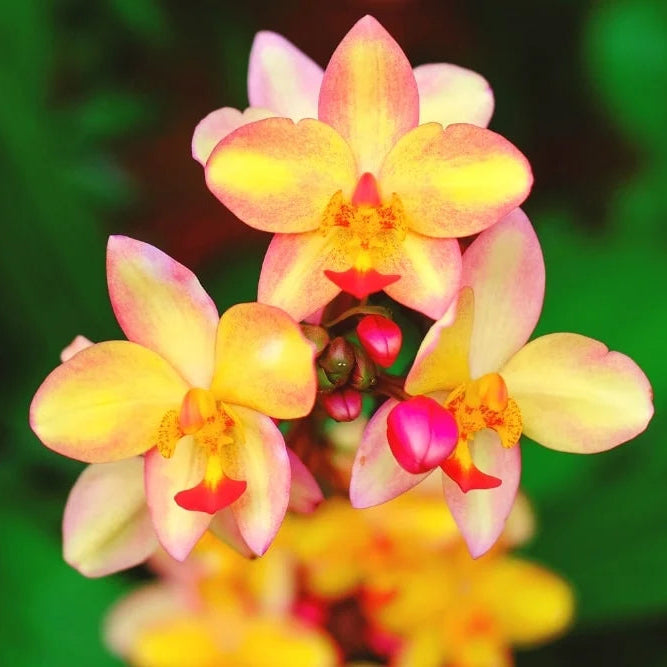 Ground Orchid Yellow (Spathoglottis) Plant – Buy Now! – Ladybird Nursery