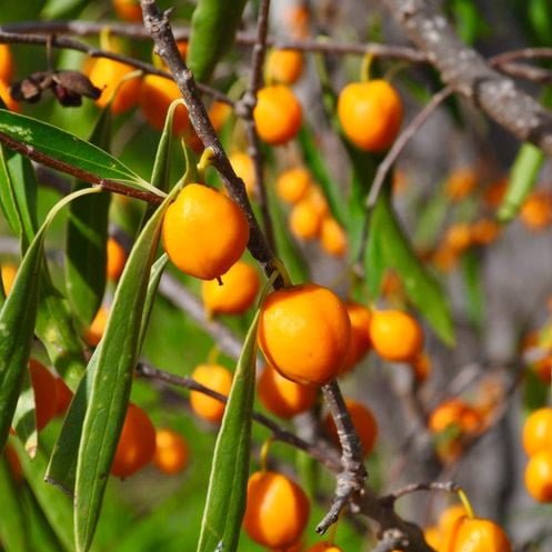 Gumbi Gumbi Fruit Tree – Buy Now! – Ladybird Nursery