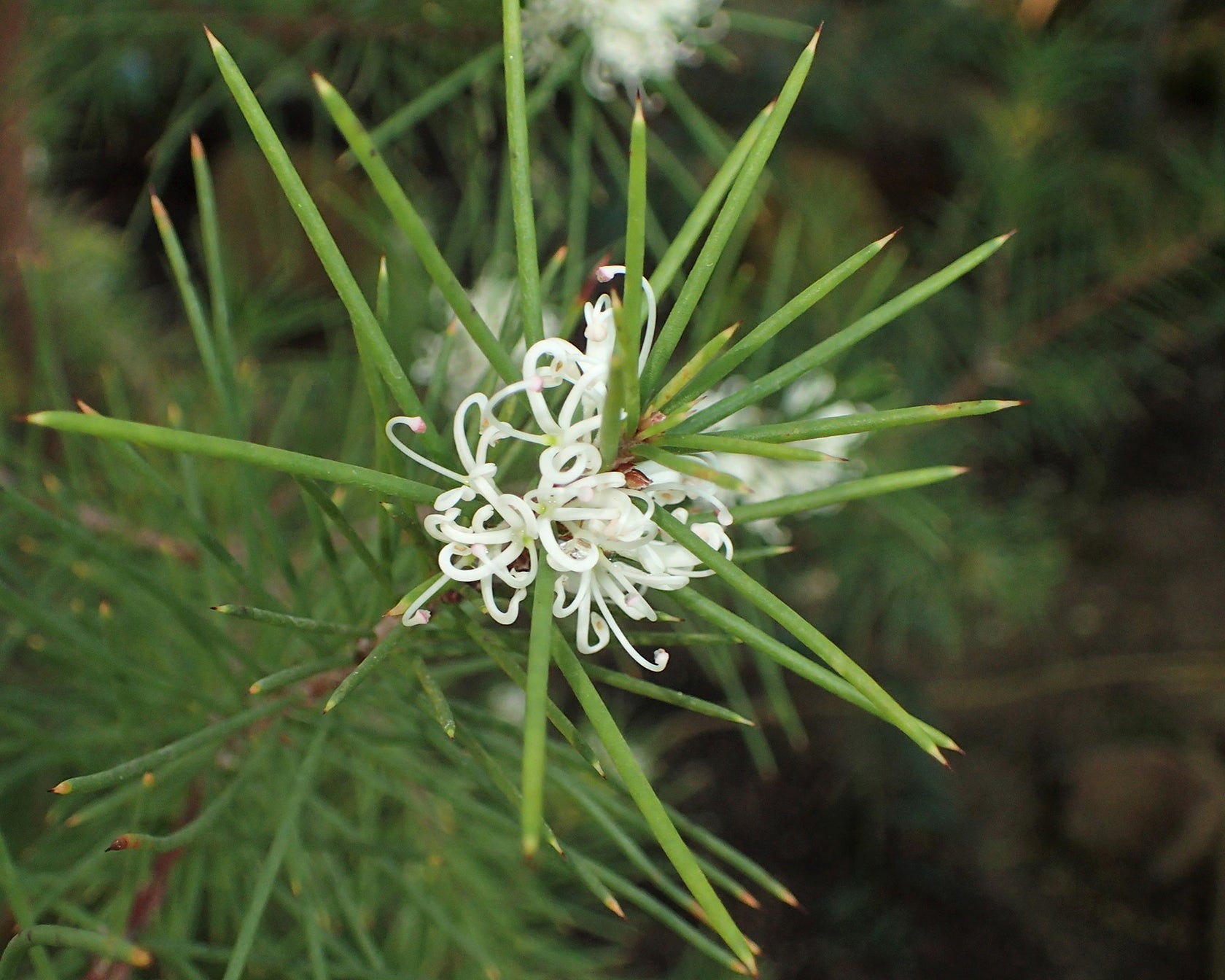 Silky Hakea White Plant – Buy Now! – Ladybird Nursery