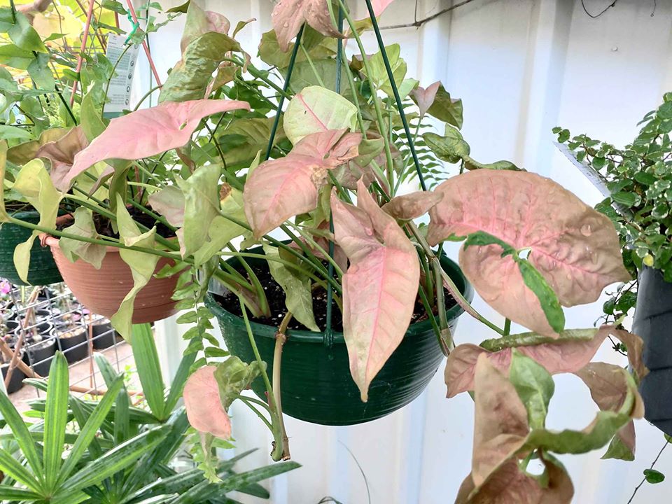 Hanging Basket Plants – Buy Now! – Ladybird Nursery