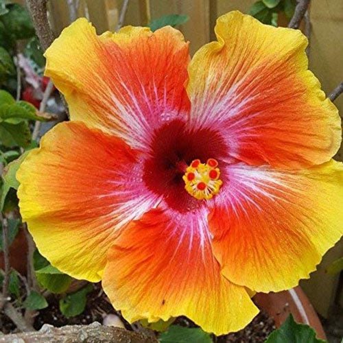 Hibiscus Fantasy Sunset Ruffle Plant – Buy Now! – Ladybird Nursery