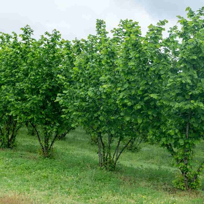 Hazelnut Ennis Fruit Tree – Buy Now! – Ladybird Nursery