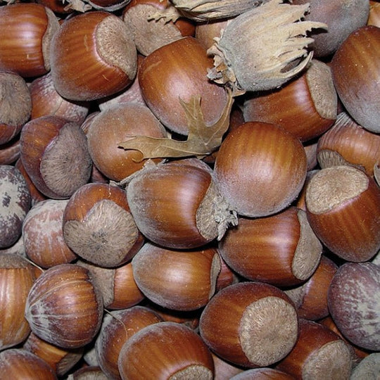 Hall's Giant Hazelnut Fruit Tree – Buy Now! – Ladybird Nursery