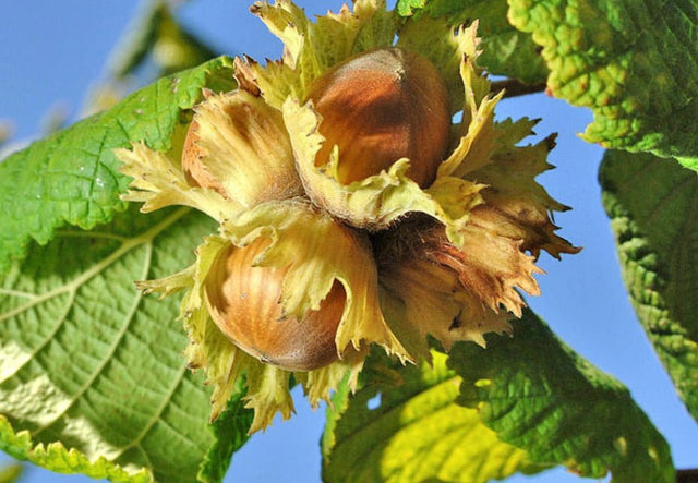 Hazelnut Fruit Tree – Buy Now! – Ladybird Nursery