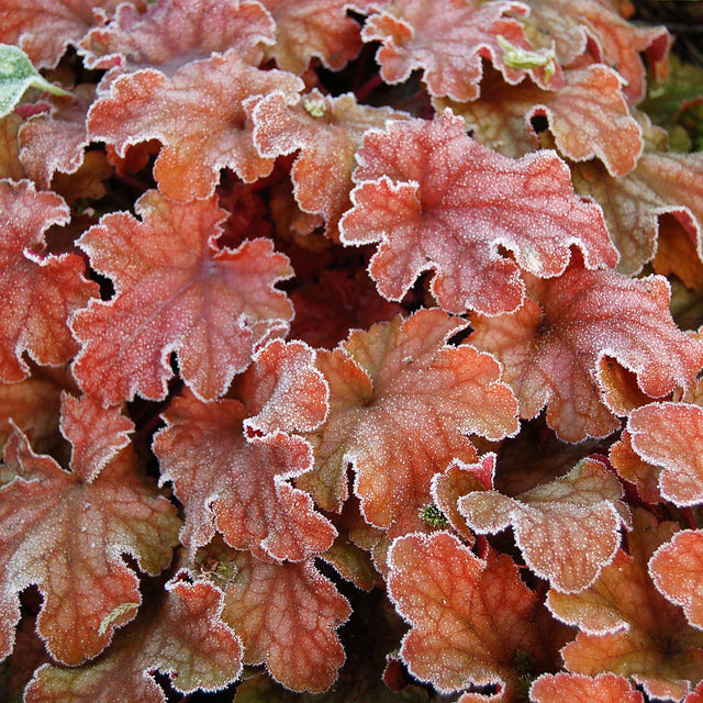 Heuchera Peach Flambe Plant – Buy Now! – Ladybird Nursery