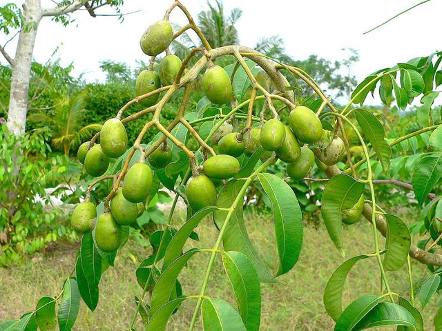 Dwarf Hog Plum Fruit Tree – Buy Now! – Ladybird Nursery