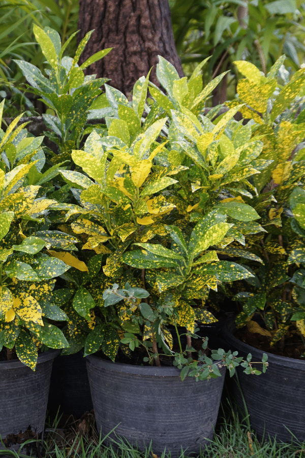 Croton Gold Dust (Codiaeum variegatum) – Ladybird Nursery
