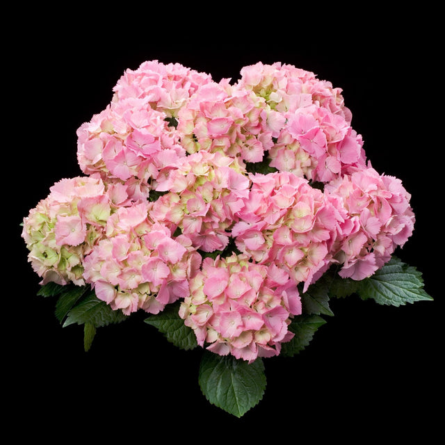 Hydrangea Tea Time™ Pink Sensation Plant – Buy Now! – Ladybird Nursery