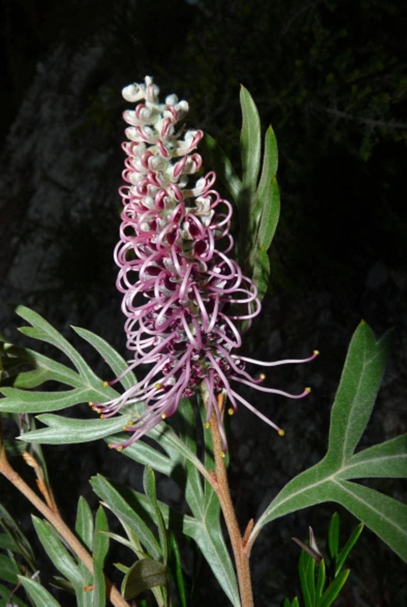 Grevillea 'Dorothy Gordon' Plant – Buy Now! – Ladybird Nursery