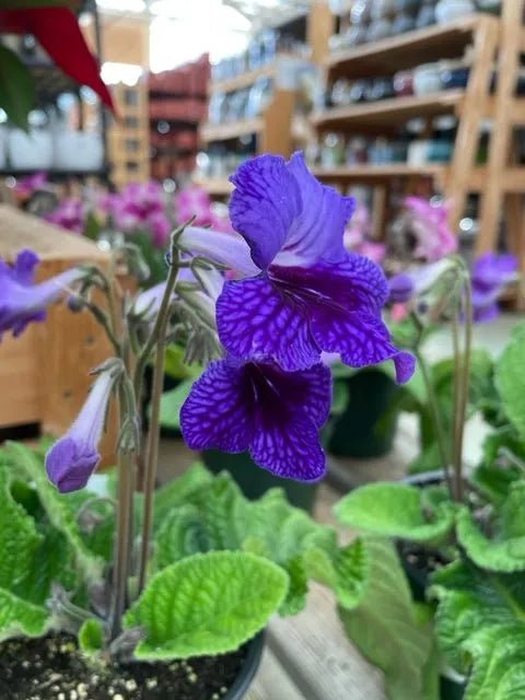 Cape Primrose Lady Slippers Plant – Buy Now! – Ladybird Nursery