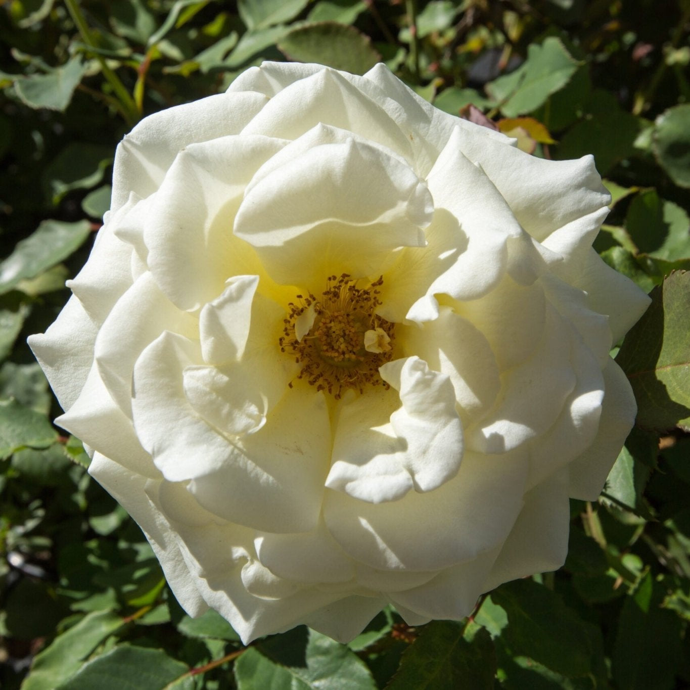 Rose Iceberg 2ft Standards Plant – Buy Now! – Ladybird Nursery