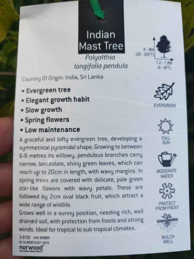 Indian Mast Tree Plant – Buy Now! – Ladybird Nursery