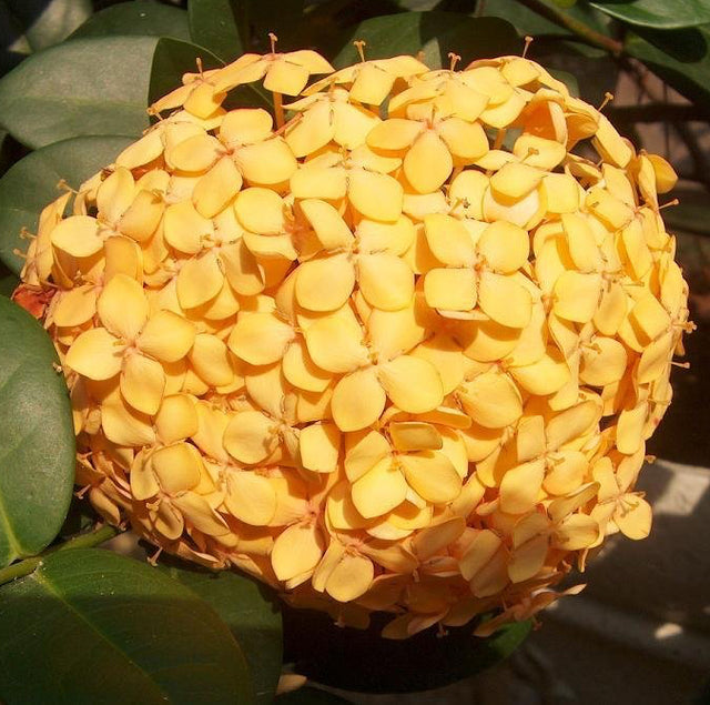 Ixora Gold Fire Plant – Buy Now! – Ladybird Nursery