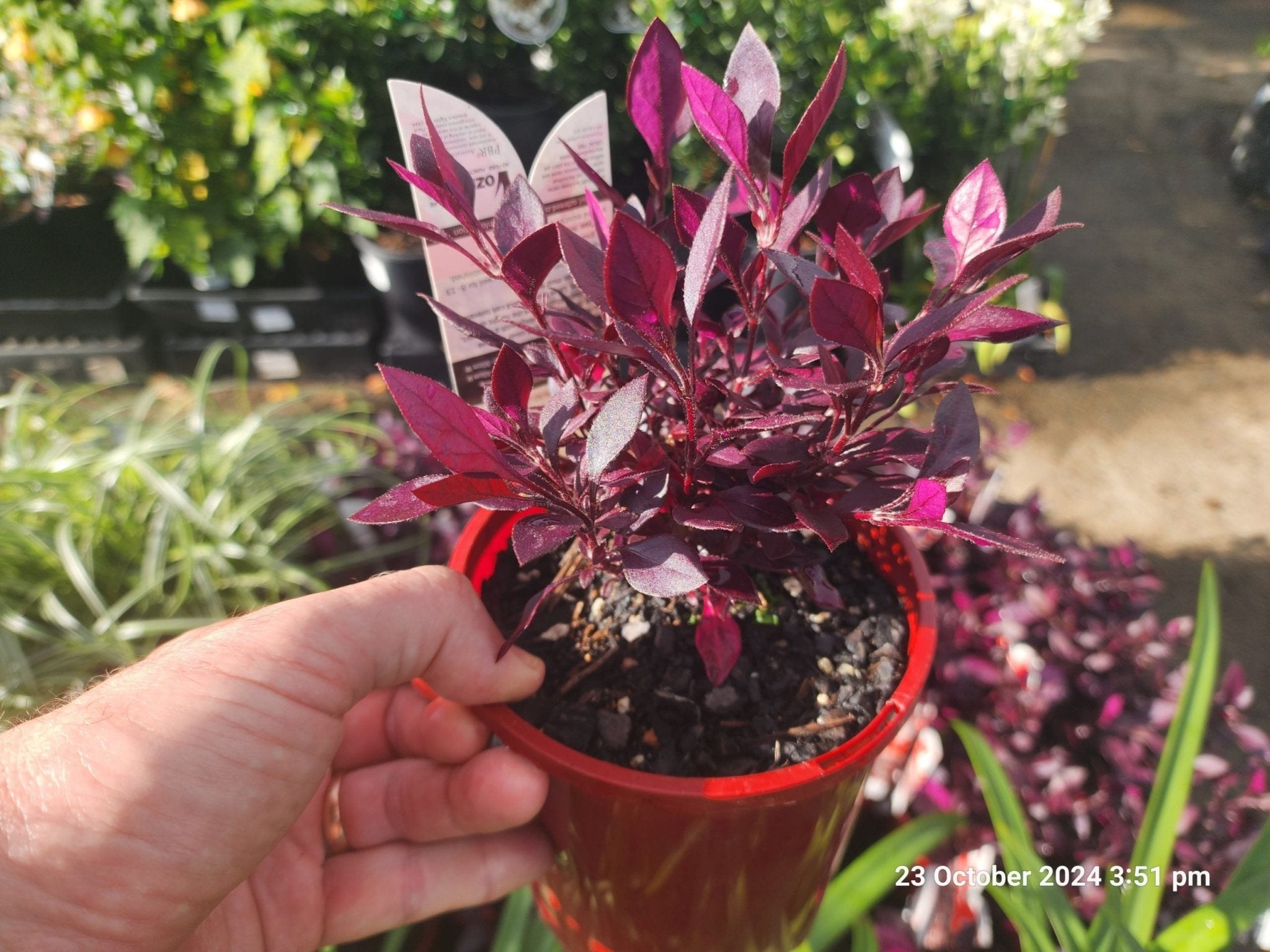 Little Ruby™ Alternanthera Plant – Buy Now! – Ladybird Nursery