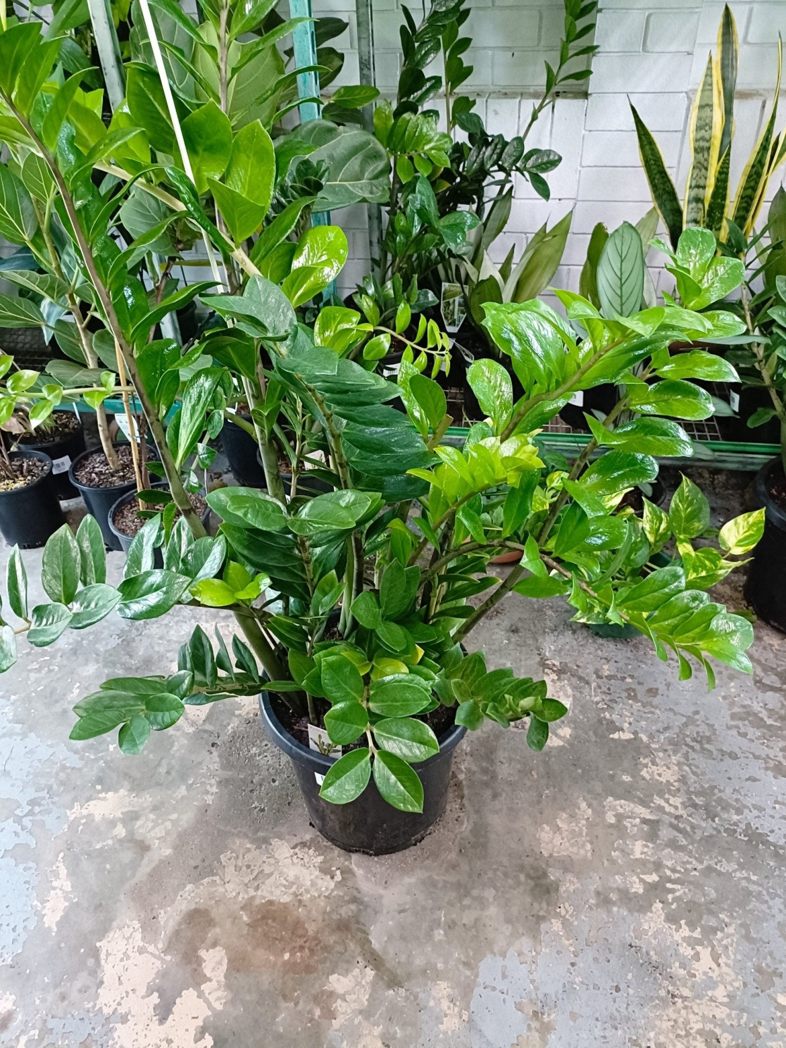 Zanzibar Gem Plant – Buy Now! – Ladybird Nursery