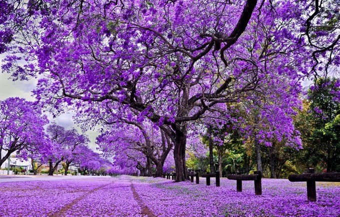 Jacaranda Tree Plant - Buy Online at Ladybird Nursery