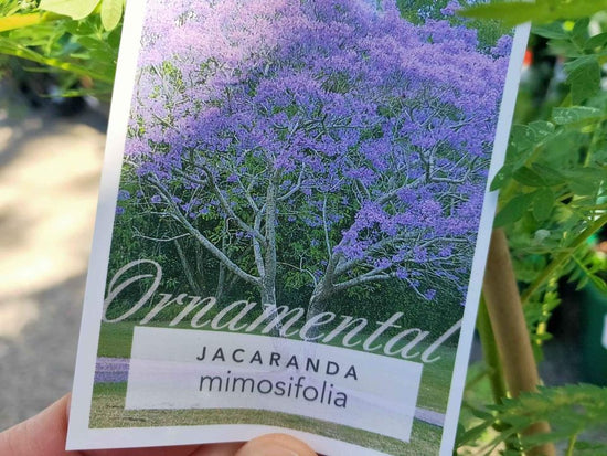 Jacaranda Tree Plant – Buy Now! – Ladybird Nursery