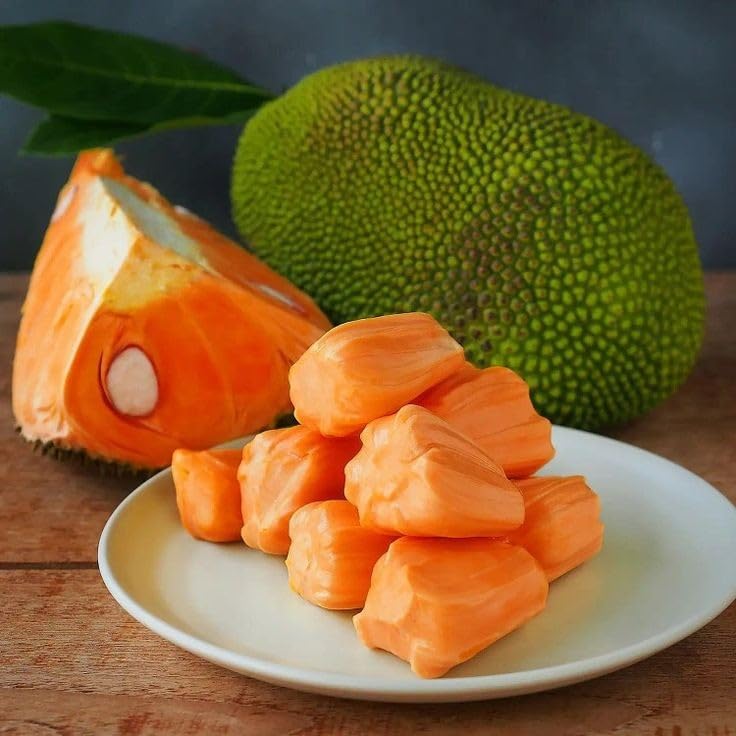 Jackfruit 'Red Crispy' Fruit Tree – Buy Now! – Ladybird Nursery