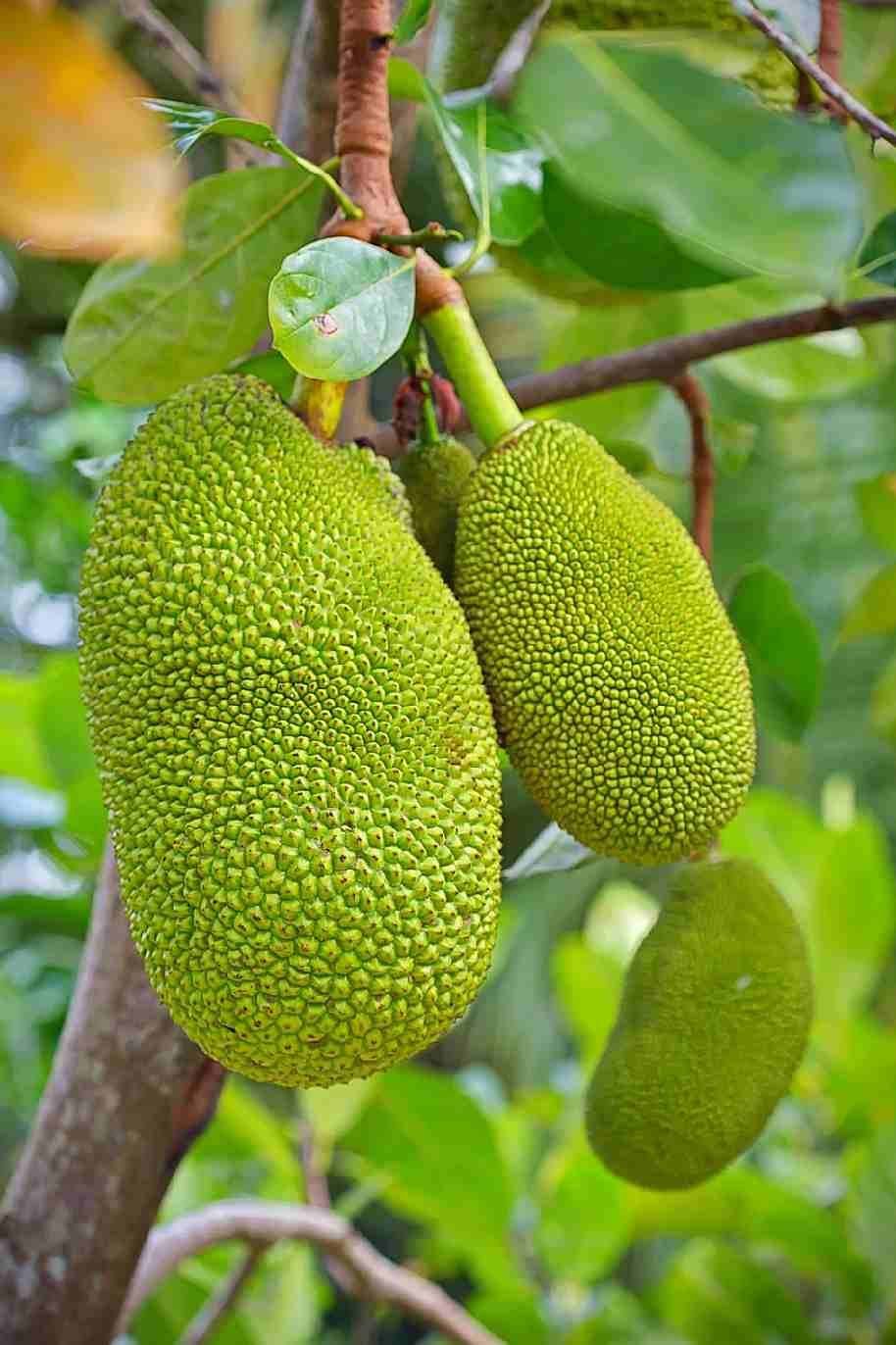 Jackfruit – Ladybird Nursery