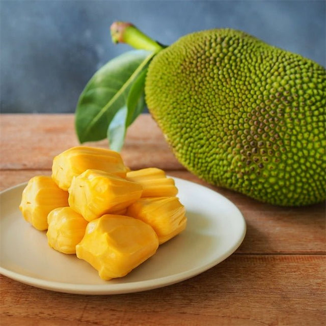 Jackfruit Galaxy Fruit Tree – Buy Now! – Ladybird Nursery