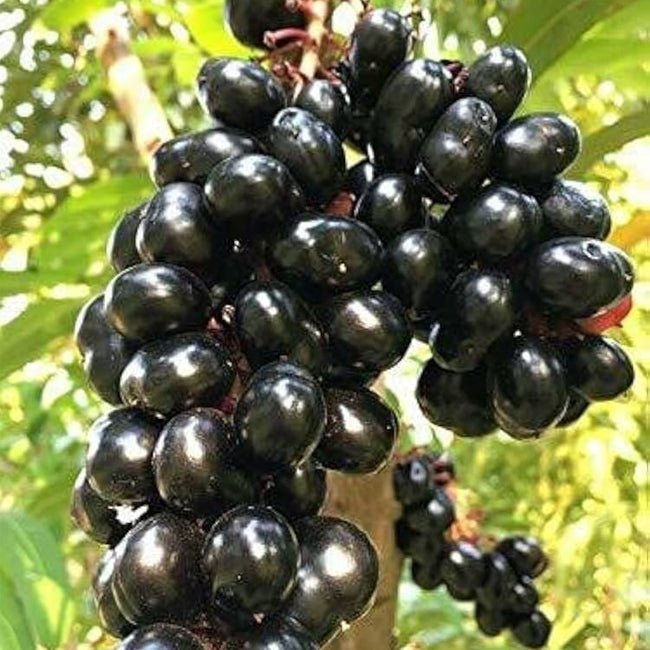 Java Plum (Jambolan Plum) Fruit Tree – Buy Now! – Ladybird Nursery