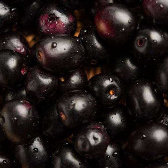 Java Plum (Jambolan Plum) Fruit Tree – Buy Now! – Ladybird Nursery