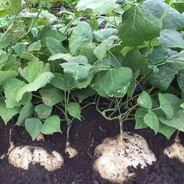 Yam Bean (Jicama) Plant – Buy Now! – Ladybird Nursery
