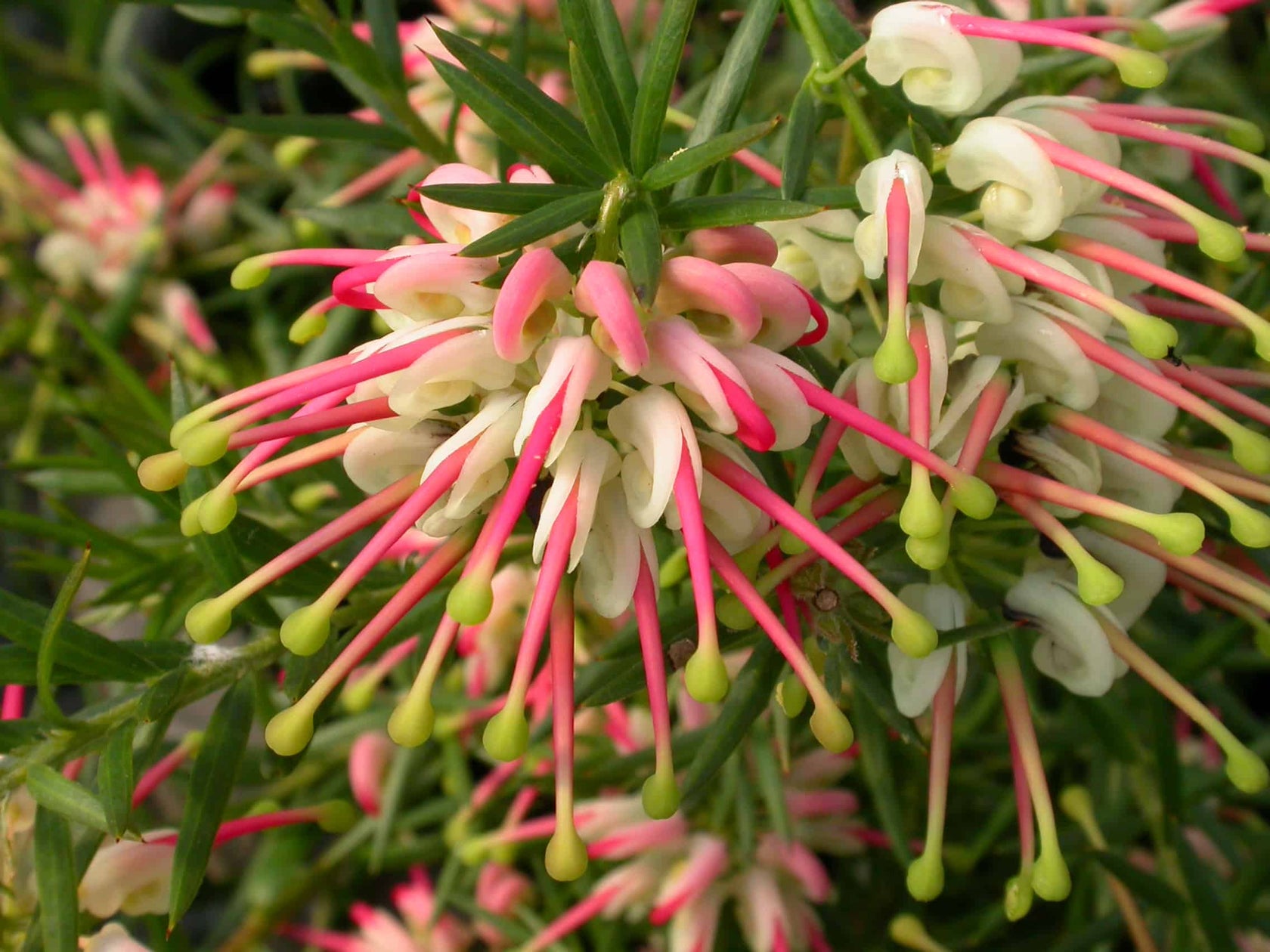 Dwarf Grevillea 'Hills Jubilee' Plant – Buy Now! – Ladybird Nursery