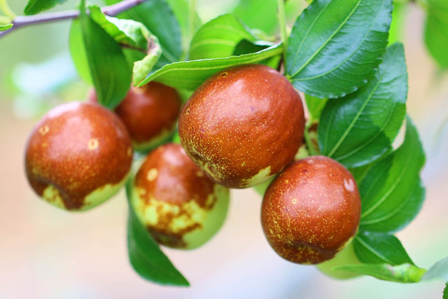 Jujube 'Chico' Fruit Tree – Buy Now! – Ladybird Nursery