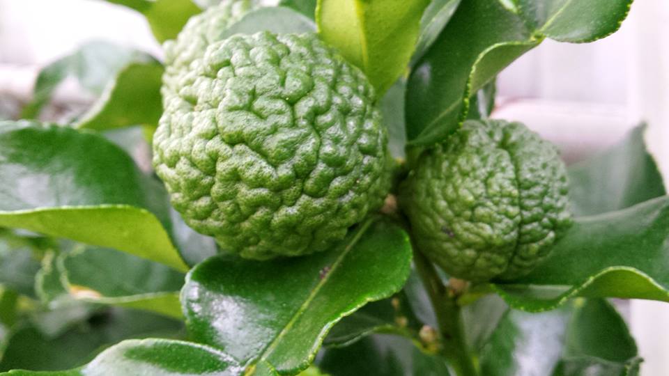 Dwarf Kaffir Lime Fruit Tree – Buy Now! – Ladybird Nursery