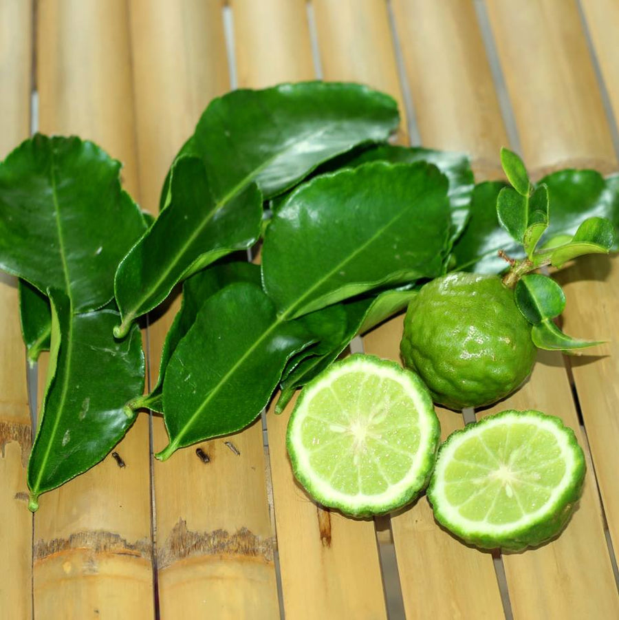 Dwarf Kaffir Lime Fruit Tree – Buy Now! – Ladybird Nursery
