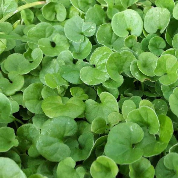 Kidney Weed (Dichondra repens) Plant – Buy Now! – Ladybird Nursery