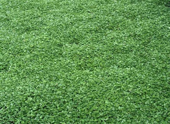 Kidney Weed (Dichondra repens) Plant – Buy Now! – Ladybird Nursery
