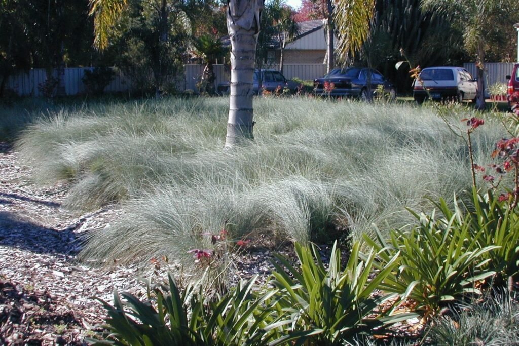 Kingsdale™ Native Tussock Grass Plant – Buy Now! – Ladybird Nursery
