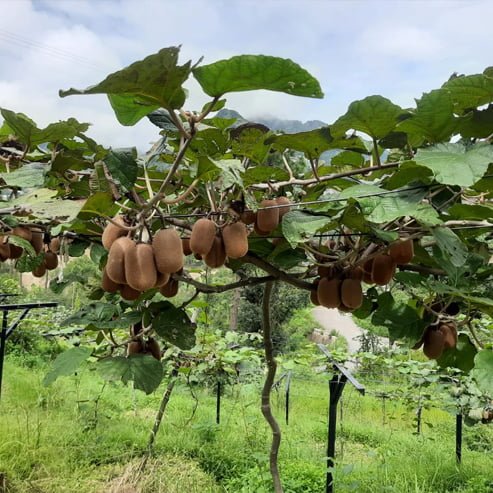 Kiwi Duo Bruno Female & Male Kiwi Fruit Tree – Buy Now! – Ladybird Nursery