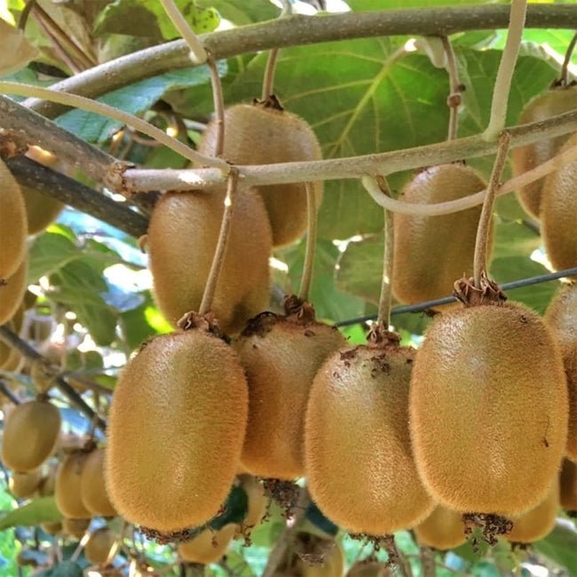 Kiwifruit Sweetie Fruit Tree – Buy Now! – Ladybird Nursery