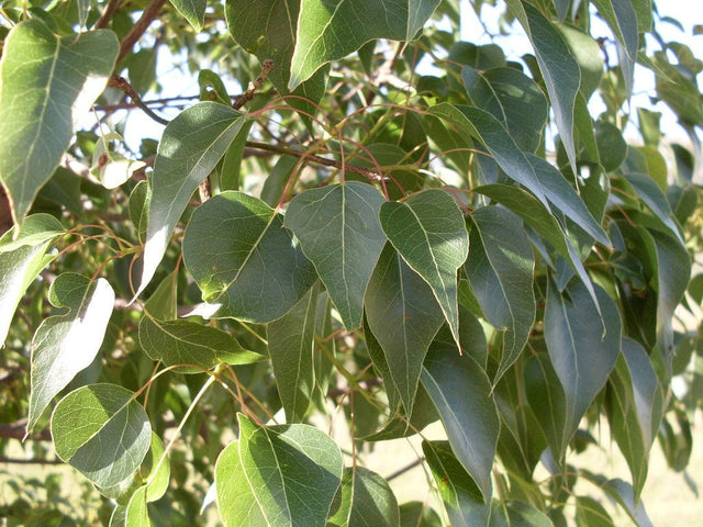 Kurrajong Tree - Attractive Evergreen Plant – Buy Now! – Ladybird Nursery