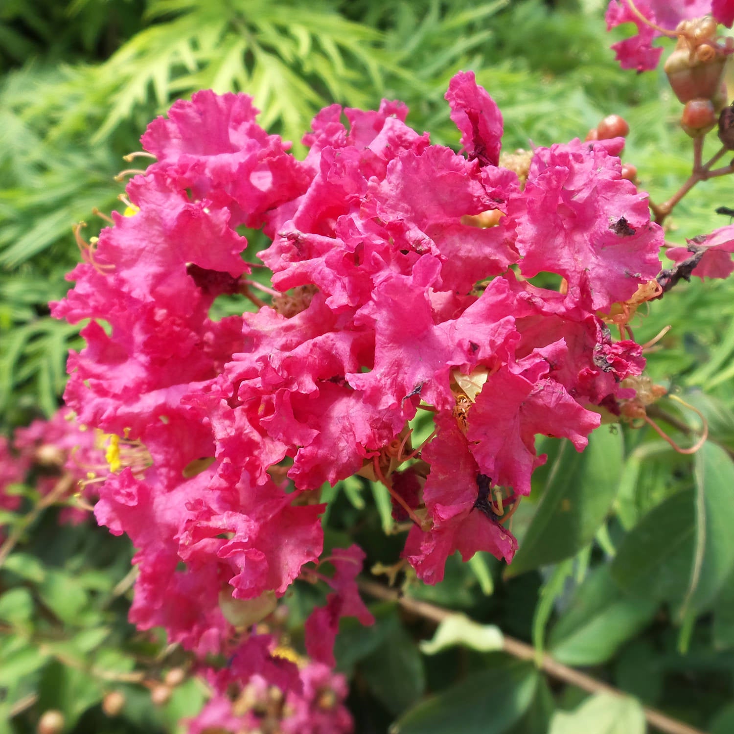 Crepe Myrtle Infinitini Watermelon Plant – Buy Now! – Ladybird Nursery