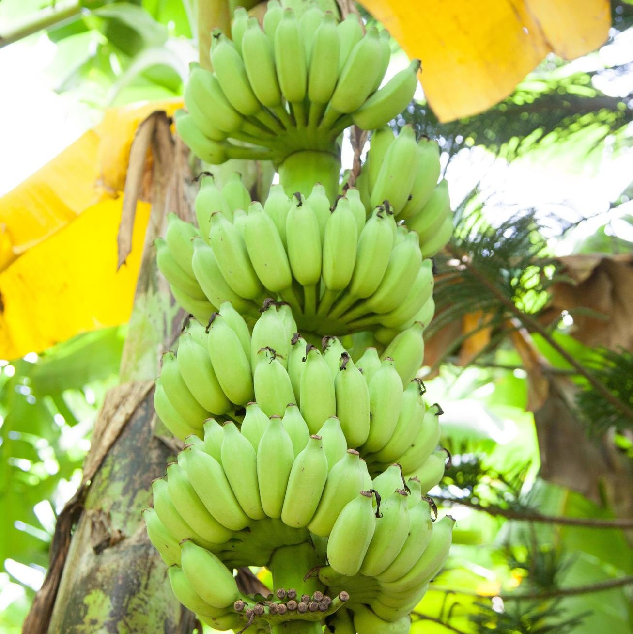 Lady Finger Banana Fruit Tree – Buy Now! – Ladybird Nursery