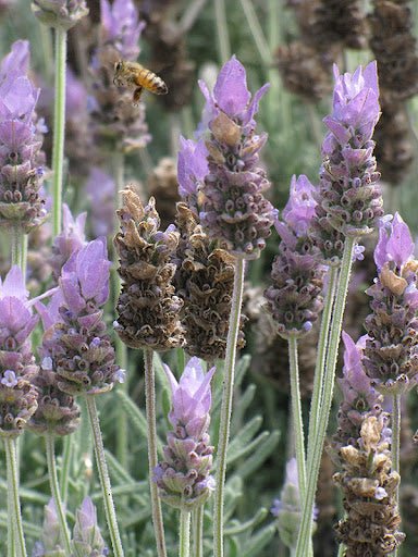 Lavender ‘French’ - Large – Ladybird Nursery