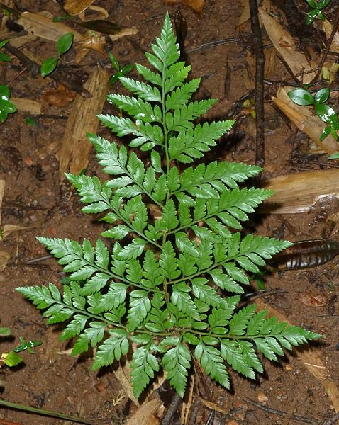 Leatherleaf Fern (Rumohra adiantiformis) – Ladybird Nursery