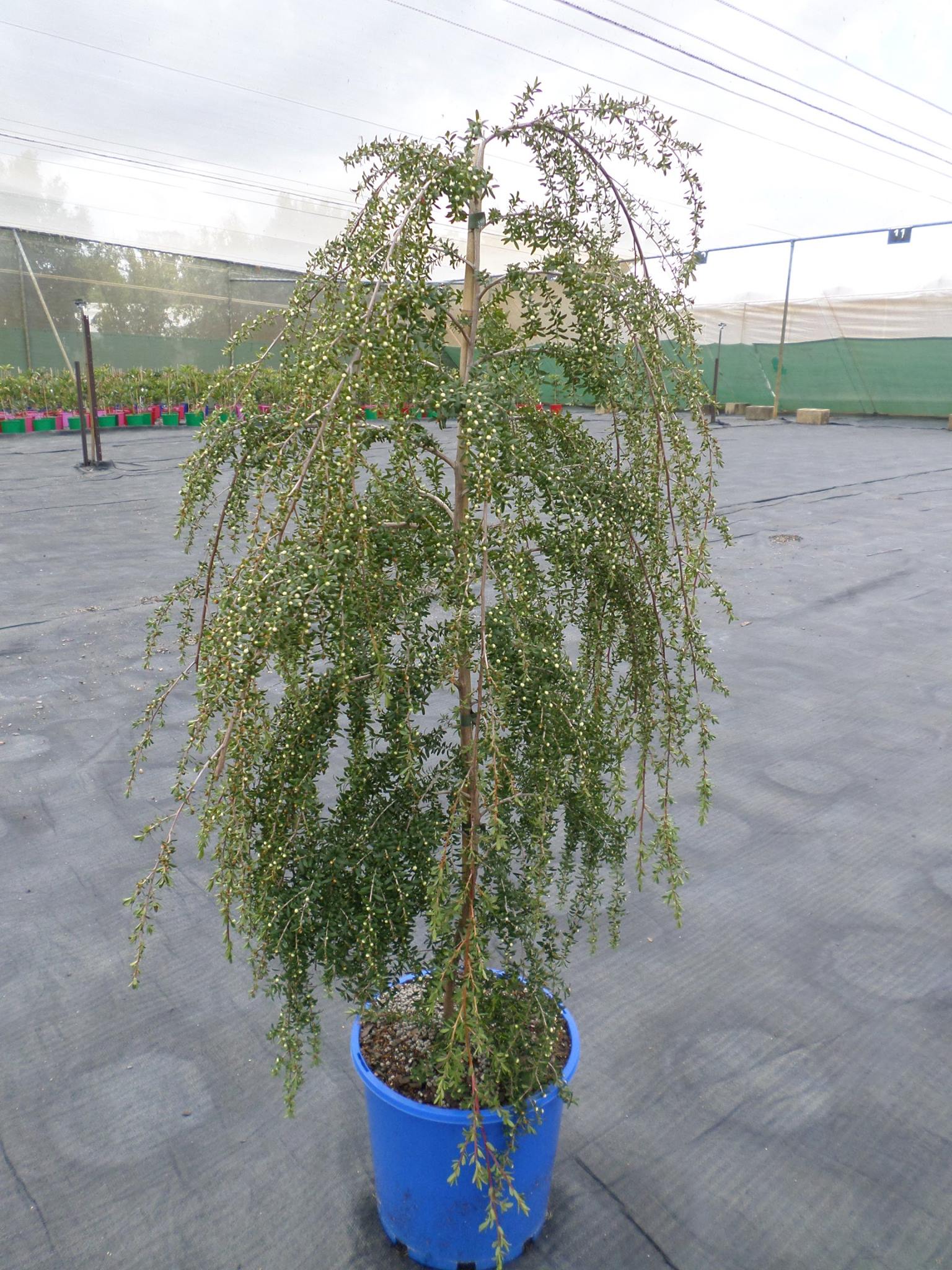 Leptospermum Vertical Drop Plant – Buy Now! – Ladybird Nursery
